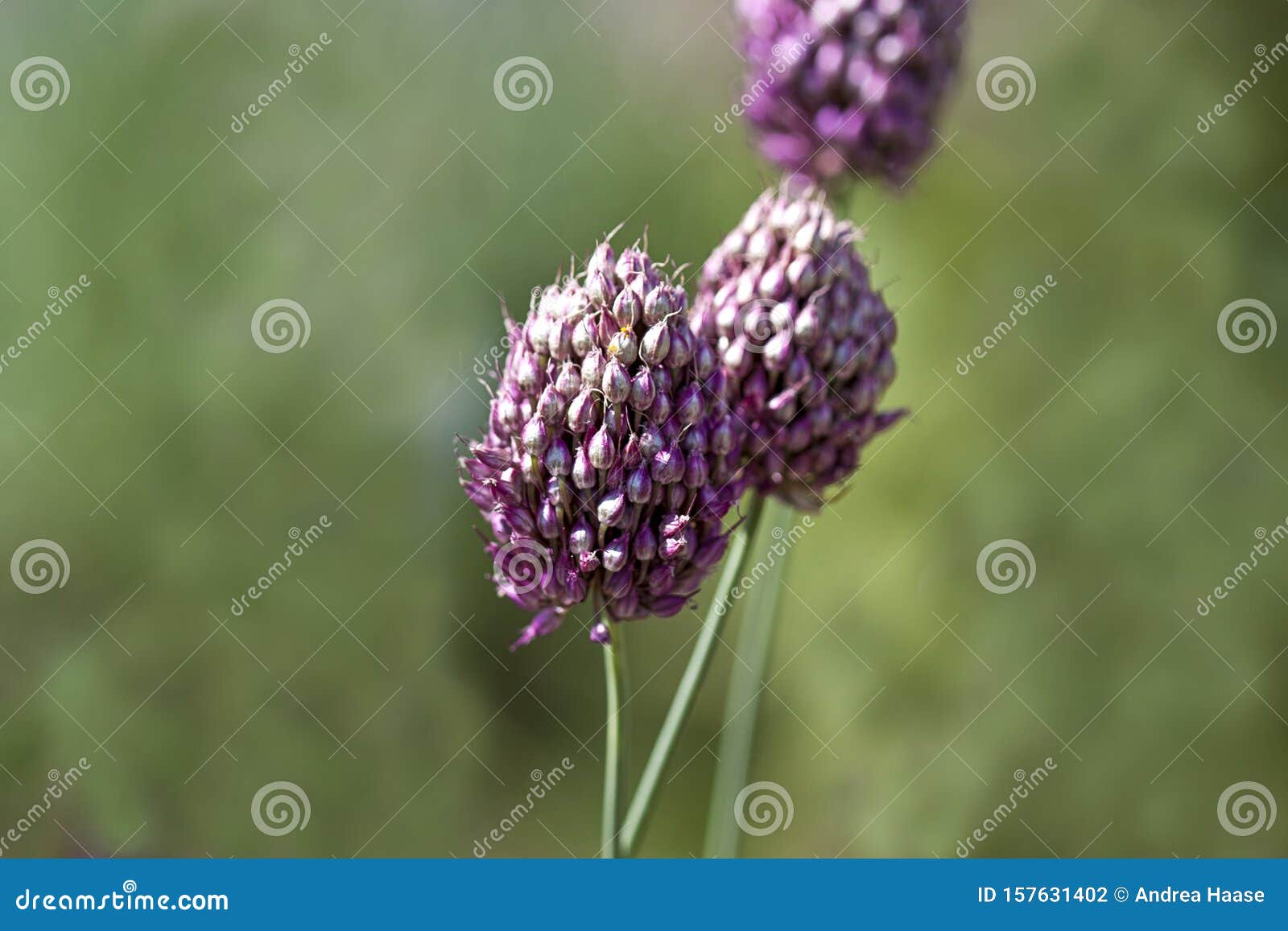 Clover Flowers in Summer Light Stock Photo - Image of clover, summer ...