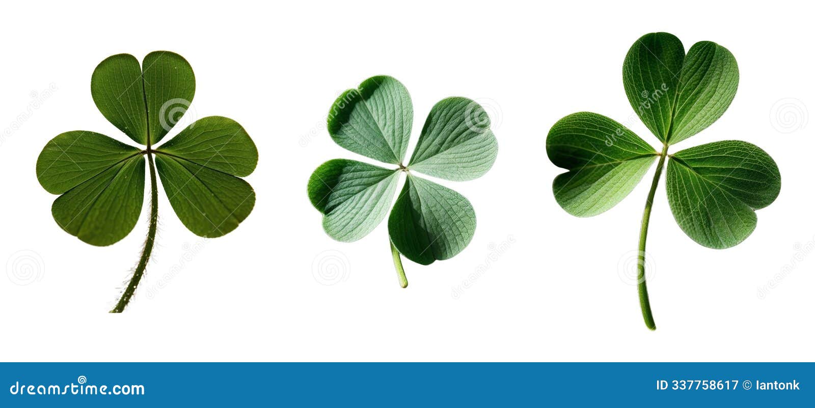 A Single Clover Leaf Displayed from Multiple Angles on a White ...
