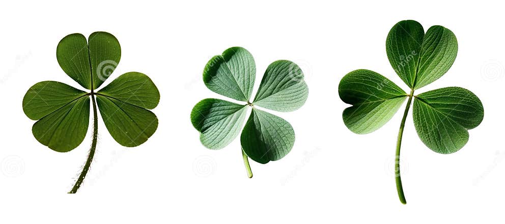 A Single Clover Leaf Displayed from Multiple Angles on a White ...