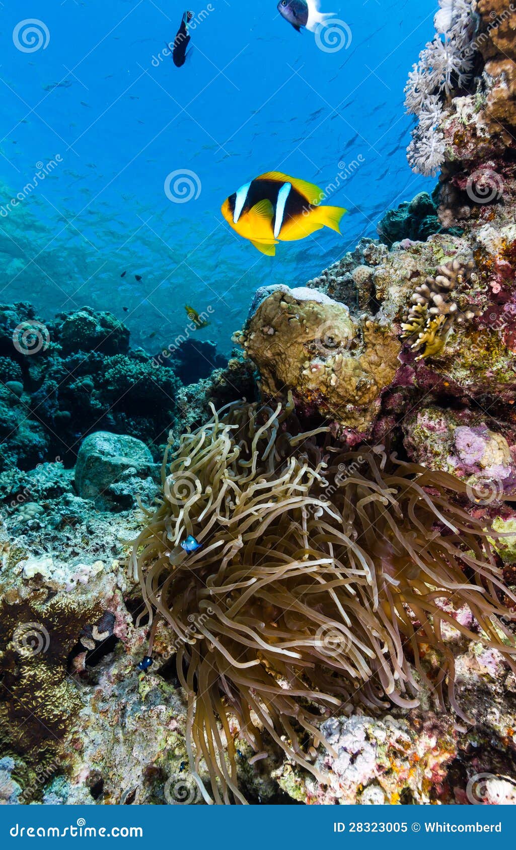 Single Clownfish With White Anemones On Background Royalty-Free Stock ...