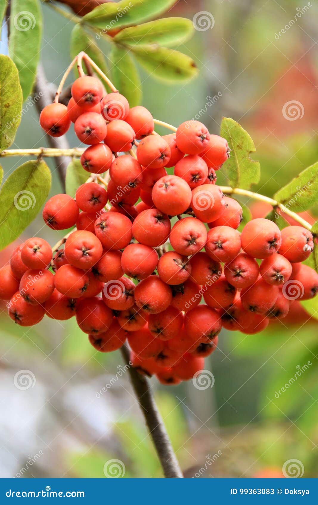 Bunch of mountain ash stock image. Image of nature, mountain - 99363083