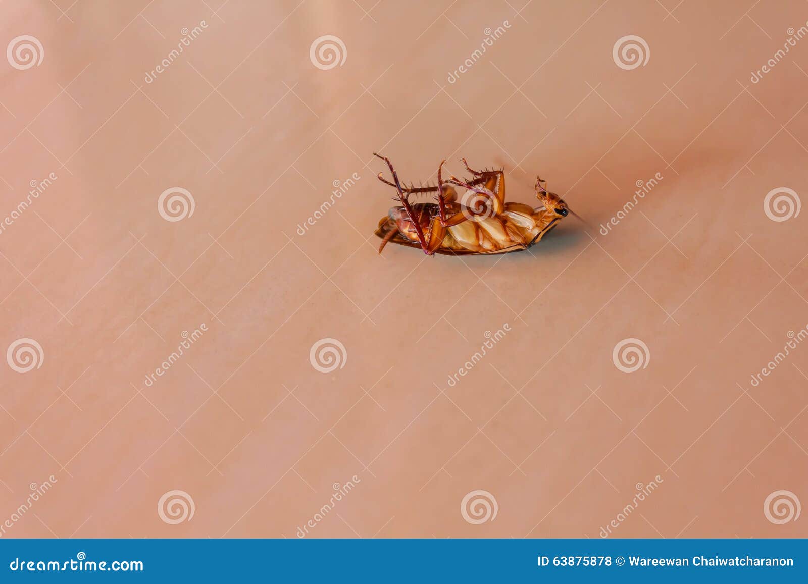 Single Cockroach on Tile Floor Stock Photo - Image of disease, dead ...