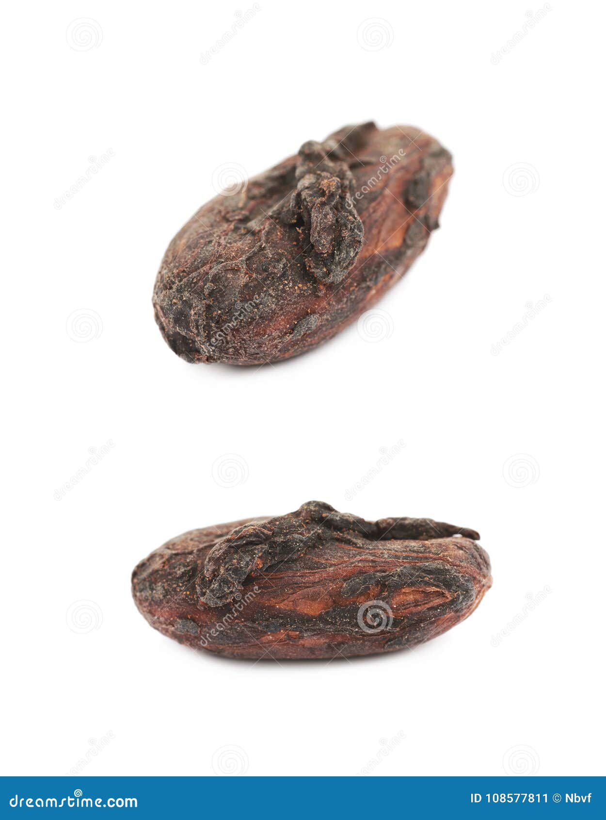 Single cocoa bean isolated stock image. Image of fruit - 108577811