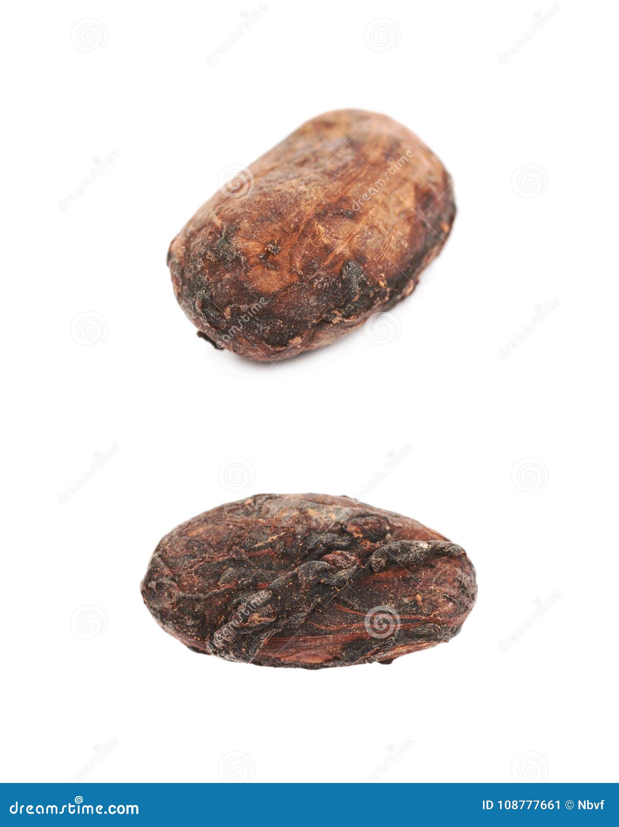 Single cocoa bean isolated stock image. Image of cacao - 108777661