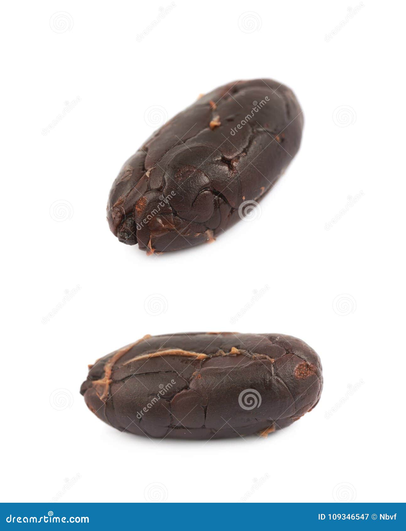 Single cocoa bean isolated stock image. Image of aroma - 109346547
