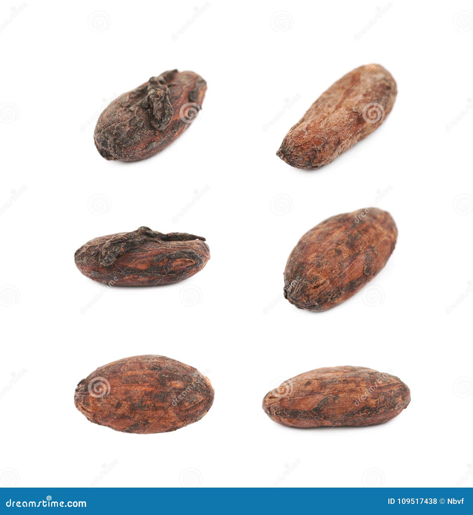 Single cocoa bean isolated stock photo. Image of isolated - 109517438