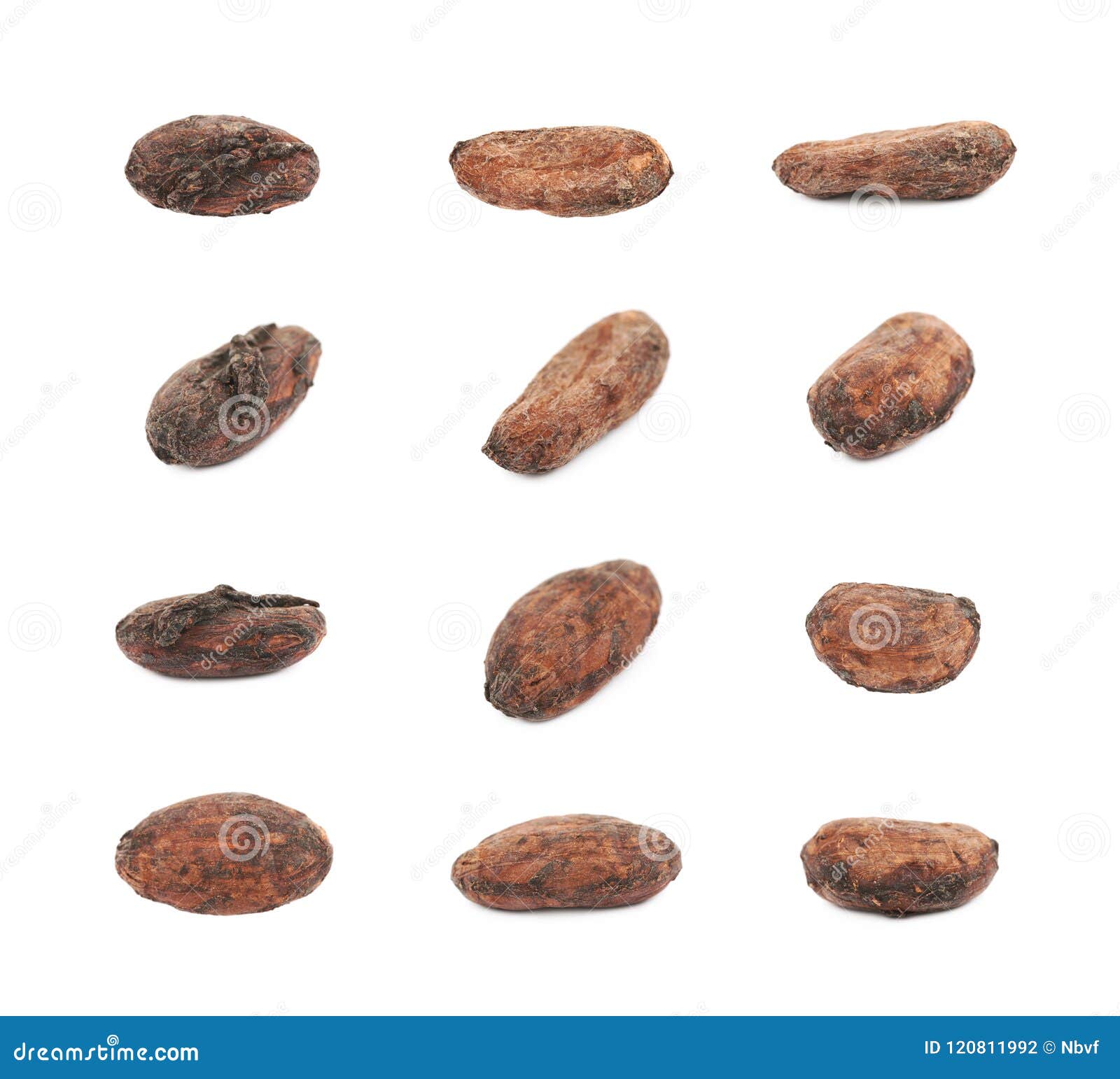 Single cocoa bean isolated stock photo. Image of food - 120811992
