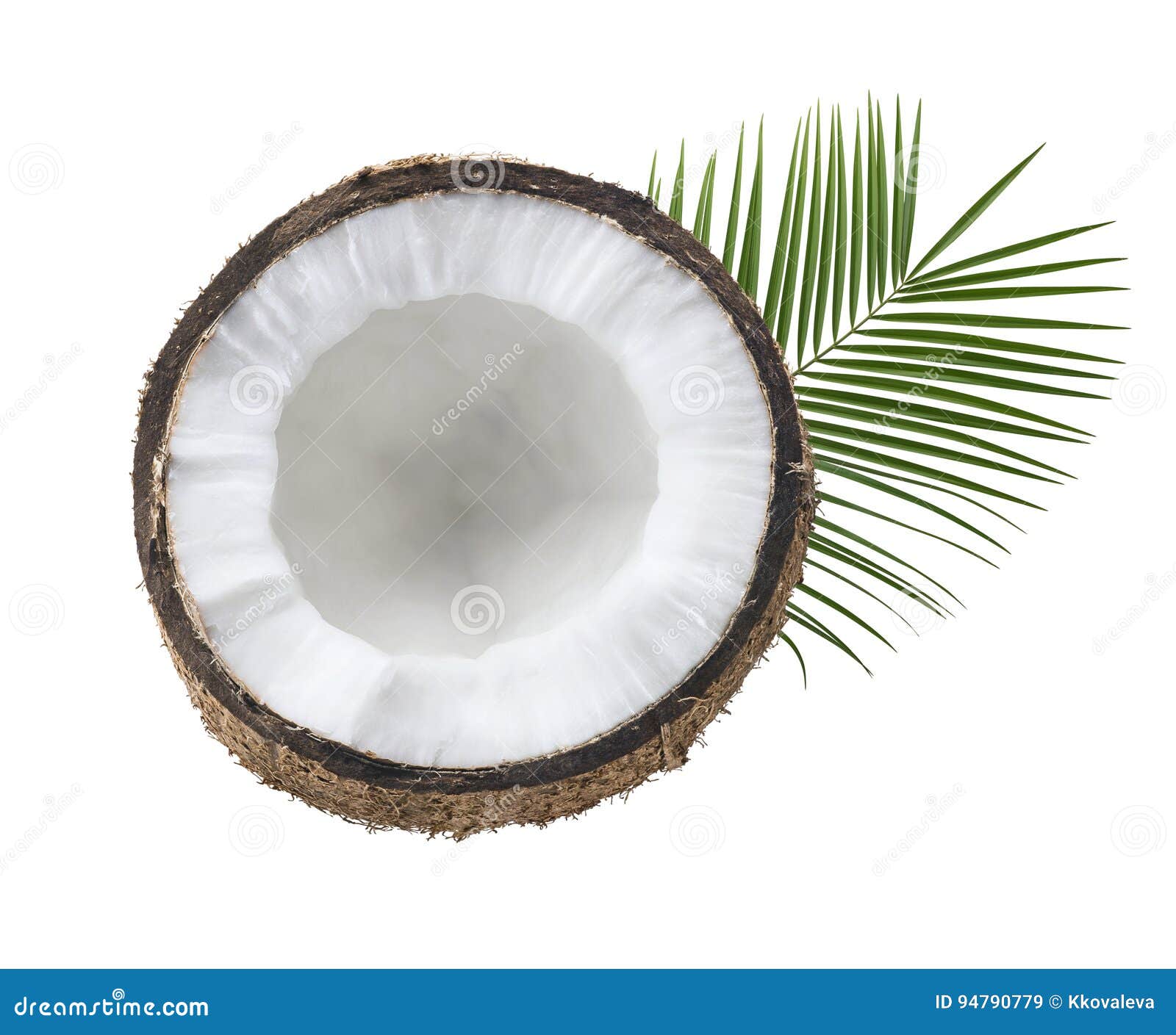 Single Coconut Half Leaves Isolated on White Stock Image - Image of ...