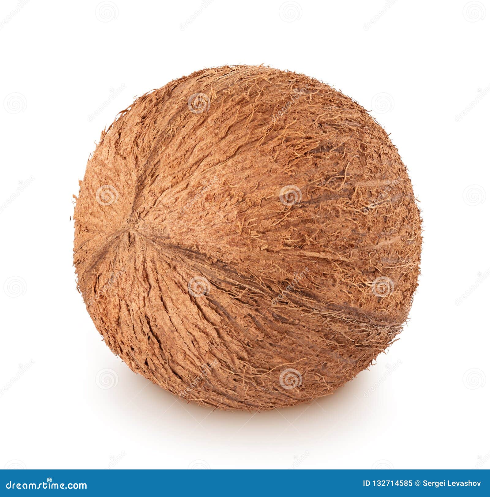 Single Coconut Isolated on a White Background. Stock Image - Image of ...