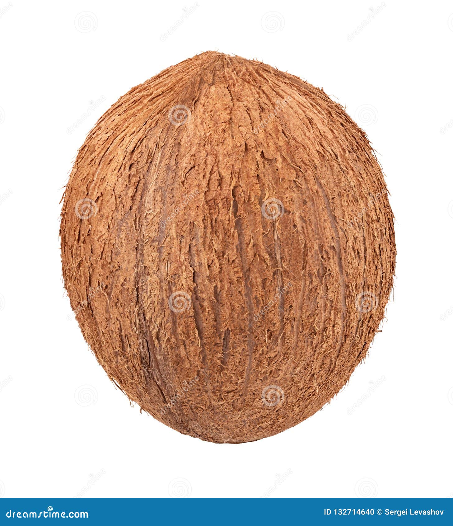 Single Coconut Isolated on a White Background. Stock Photo - Image of ...