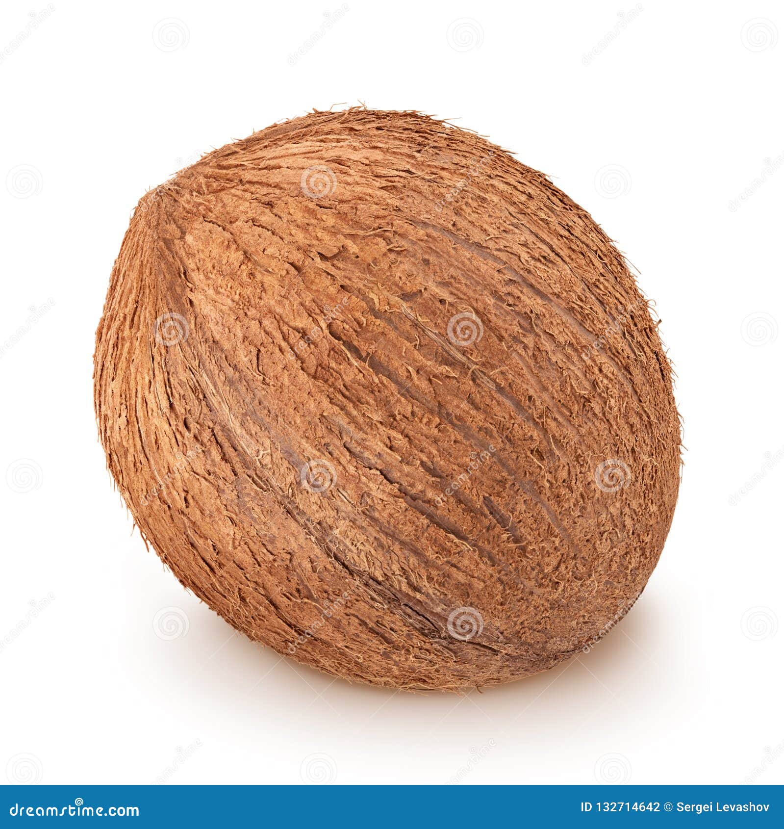 Single Coconut Isolated on a White Background. Stock Photo - Image of ...