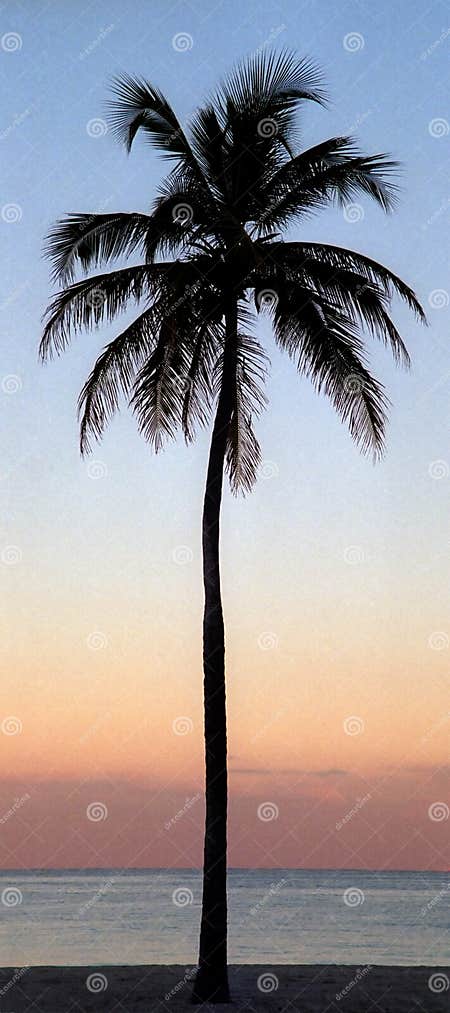 Single coconut palm tree stock image. Image of setting - 4272925