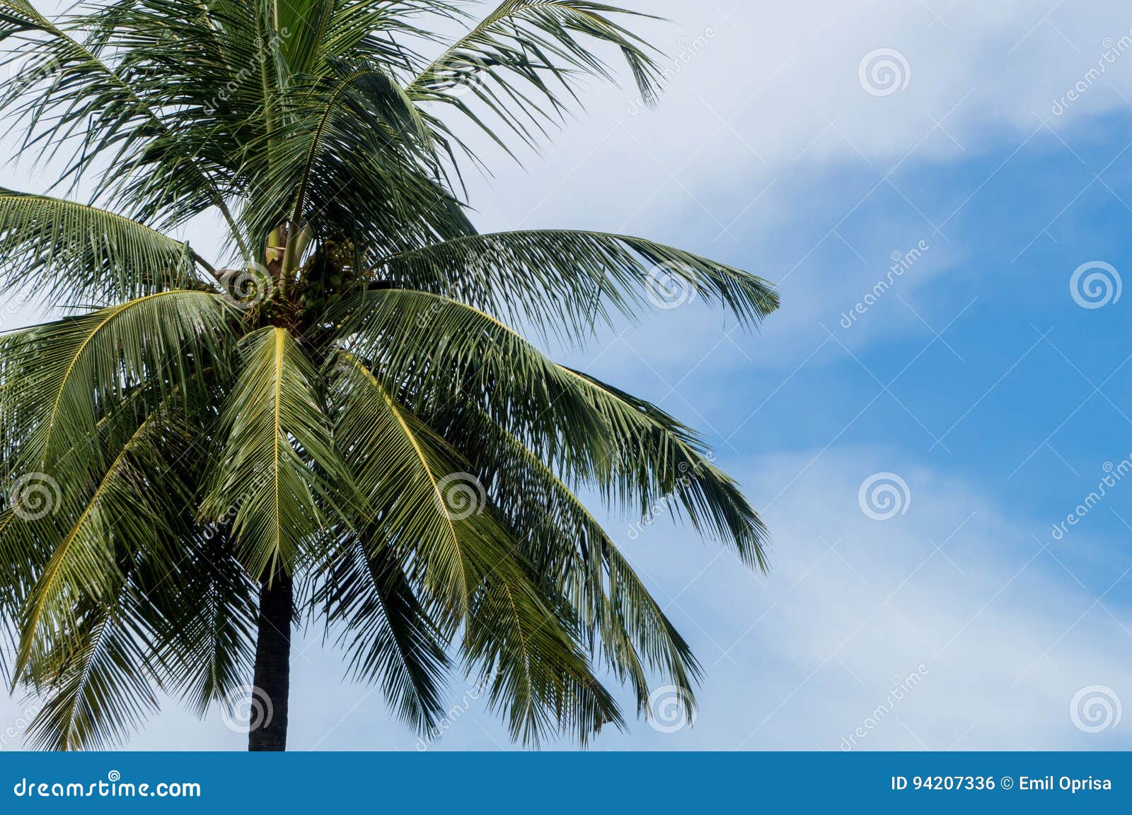 Single coconut tree stock photo. Image of beauty, abstract - 94207336