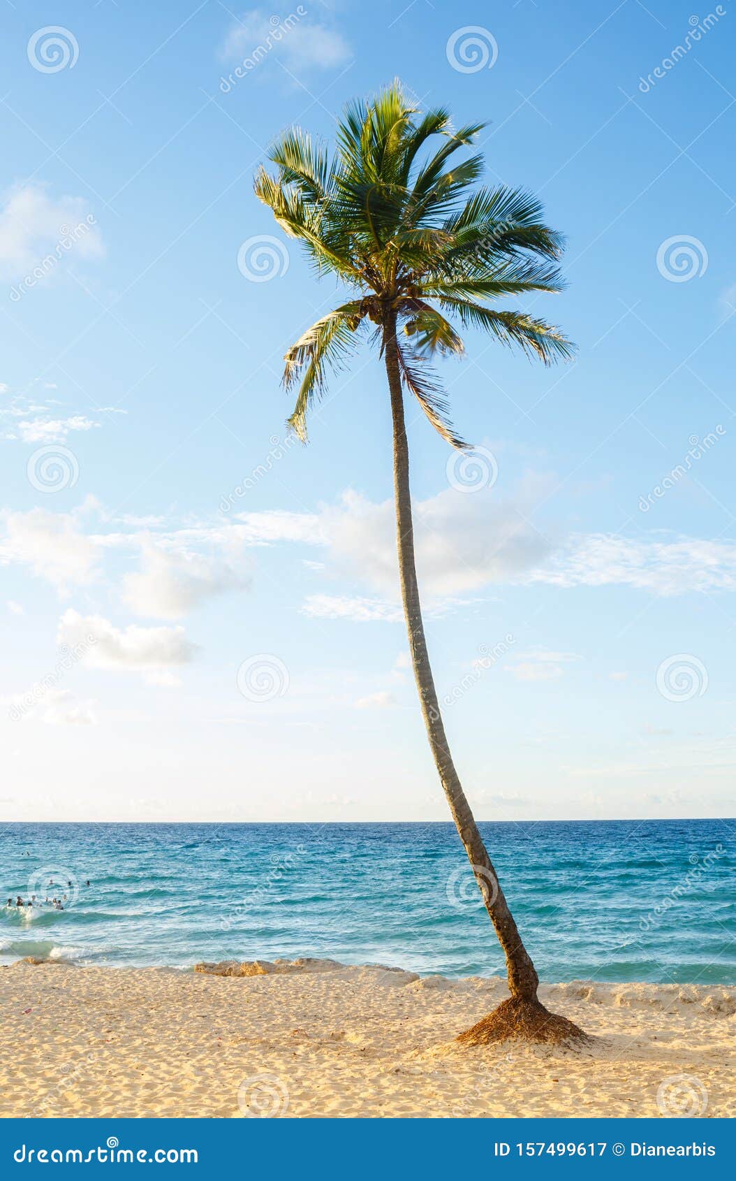 Coconut Tree by the Ocean stock image. Image of tree - 157499617