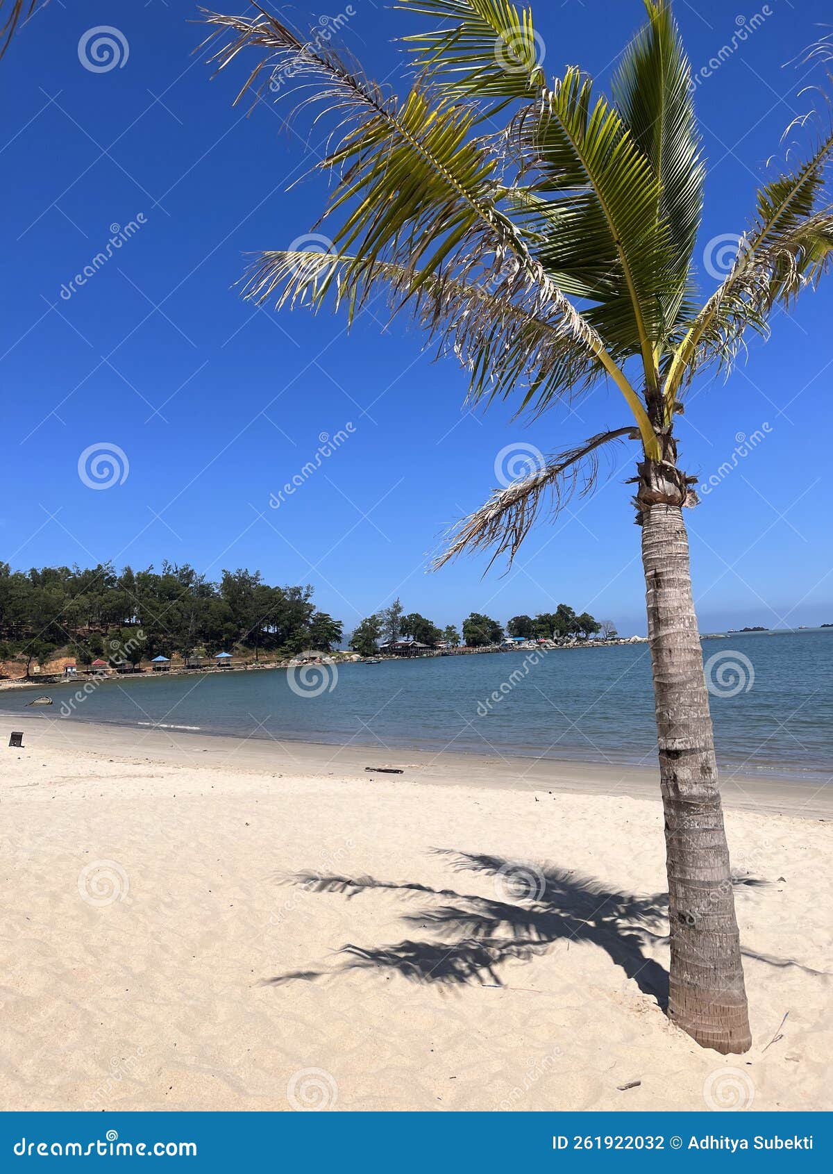 Single coconut tree stock photo. Image of tree, single - 261922032