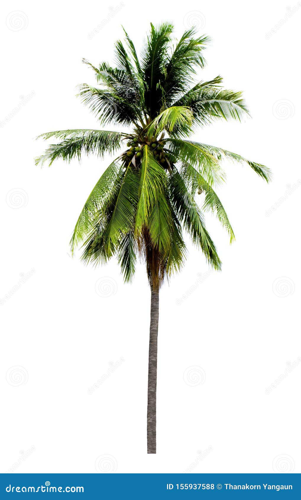 Single Coconut Tree Isolated on White Background Stock Photo - Image of ...