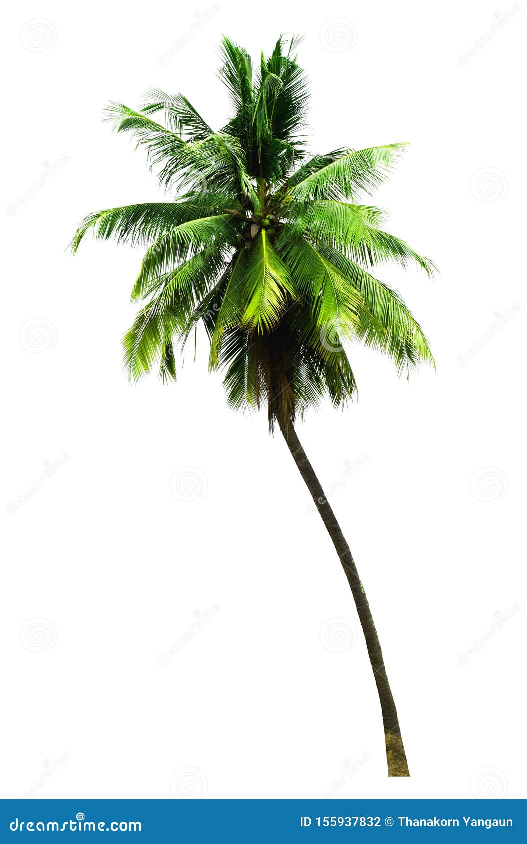 Single Coconut Tree Isolated on White Background Stock Photo - Image of ...