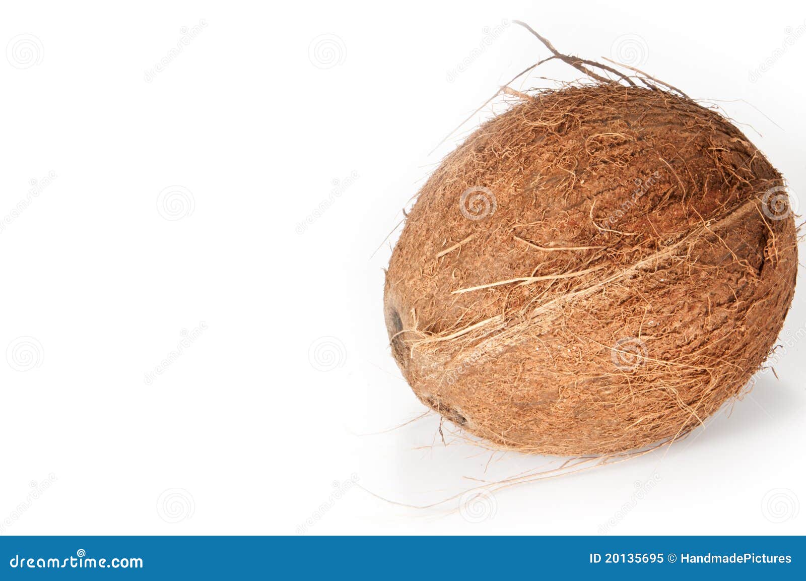 Single Coconut on a White Background Stock Image - Image of natural ...