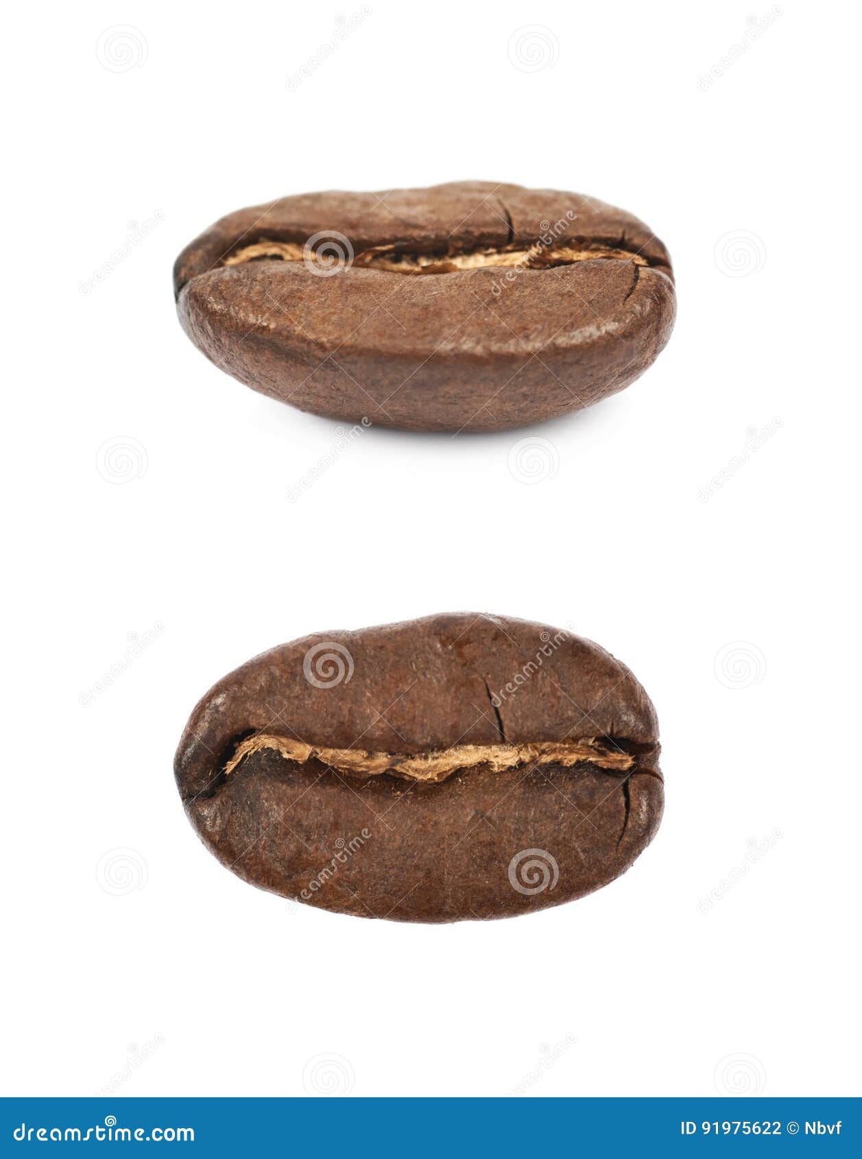 Single coffee bean stock photo. Image of food, grain - 91975622
