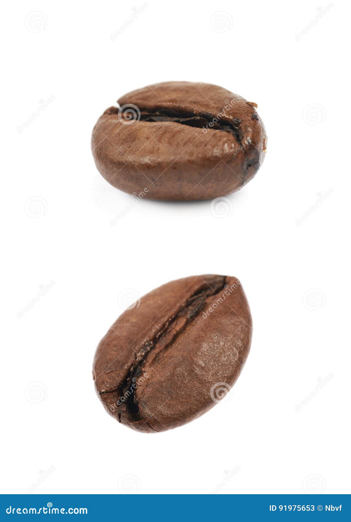 Single coffee bean stock image. Image of natural, arabica - 91975653