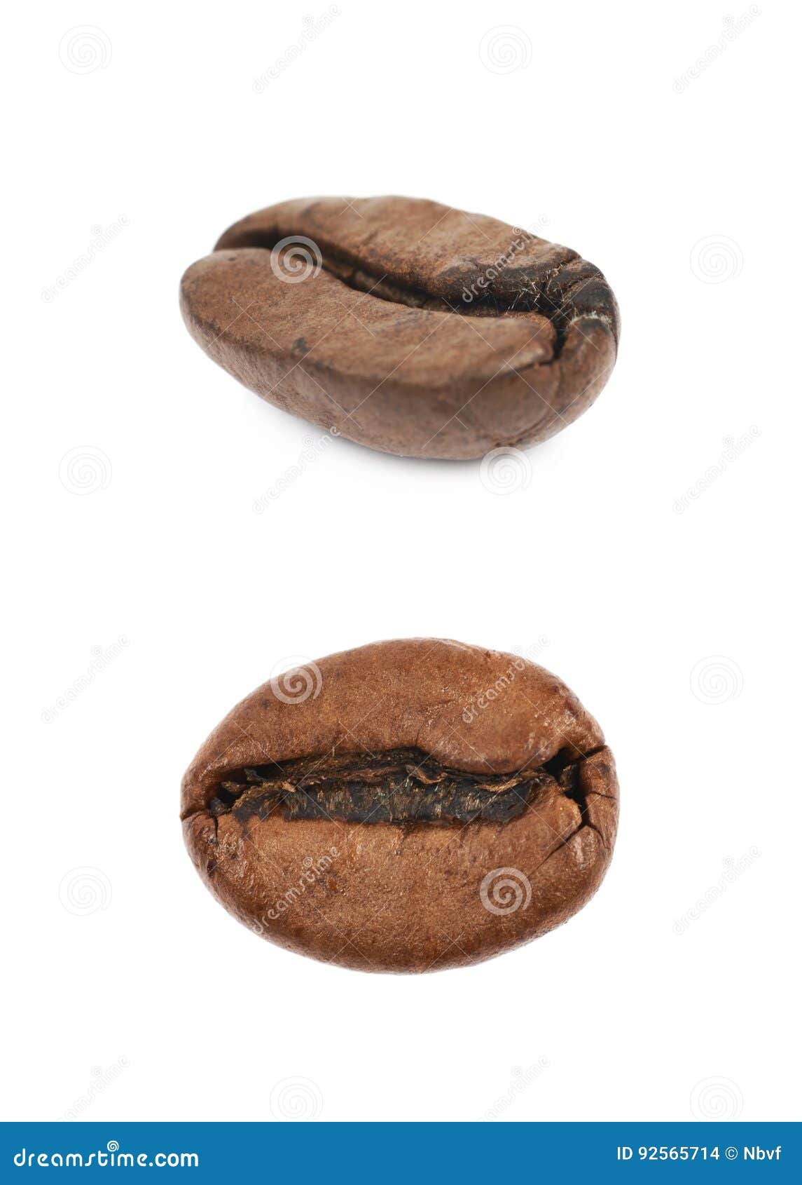 Single Coffee Bean Isolated Stock Photo - Image of dark, fresh: 92565714