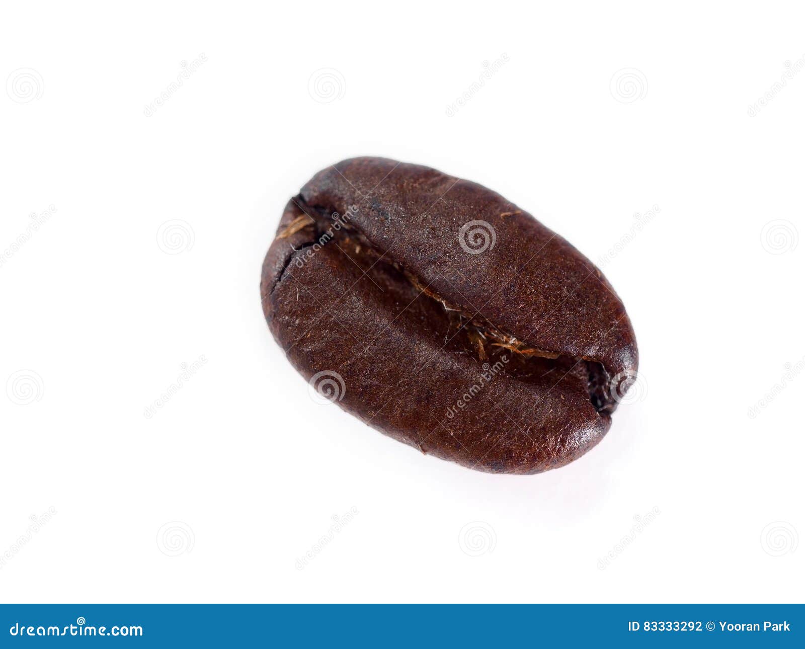 Single coffee bean stock photo. Image of close, crop - 83333292