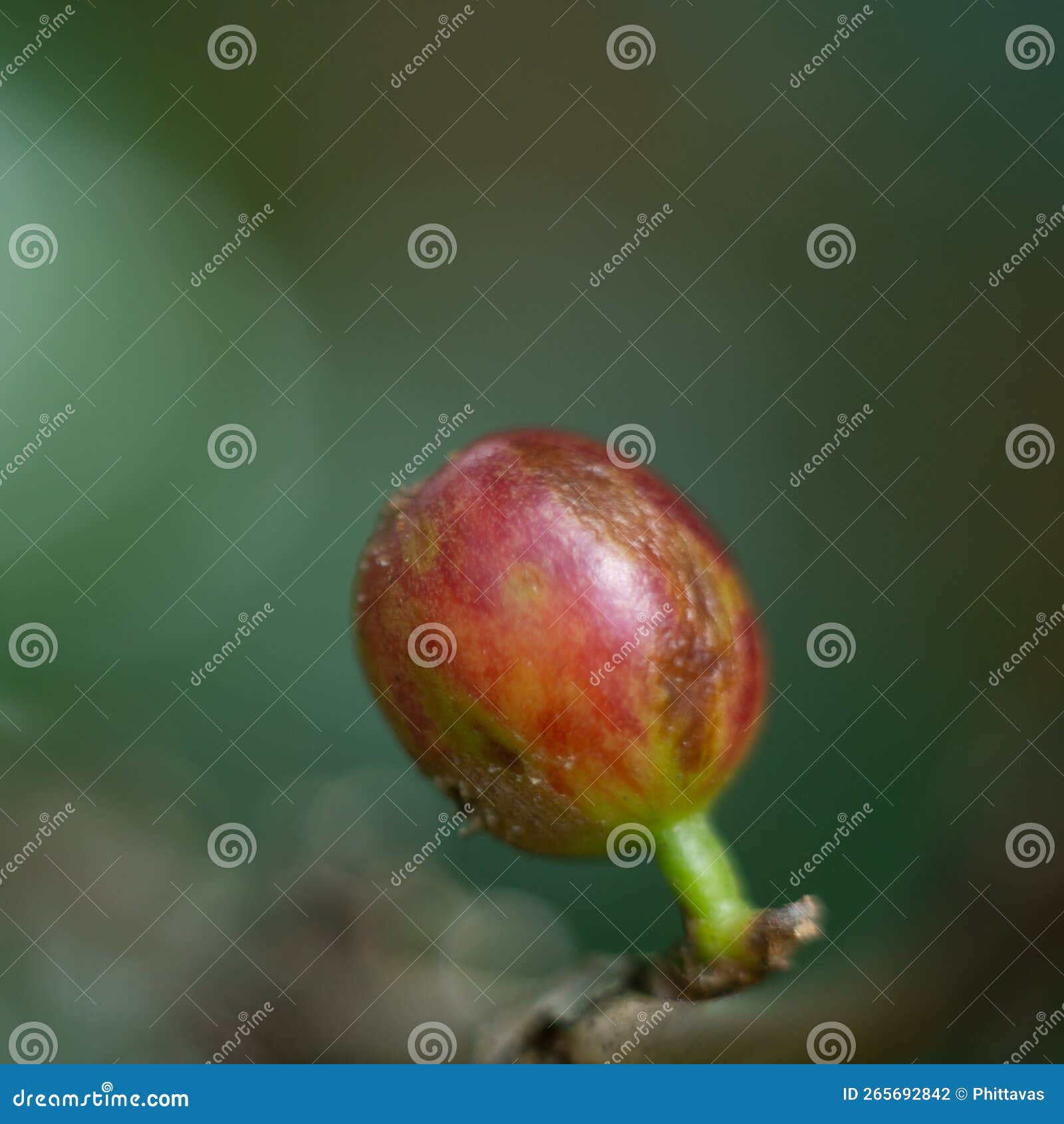 Single Coffee Seed on Tree in the Nature Stock Photo - Image of tree ...