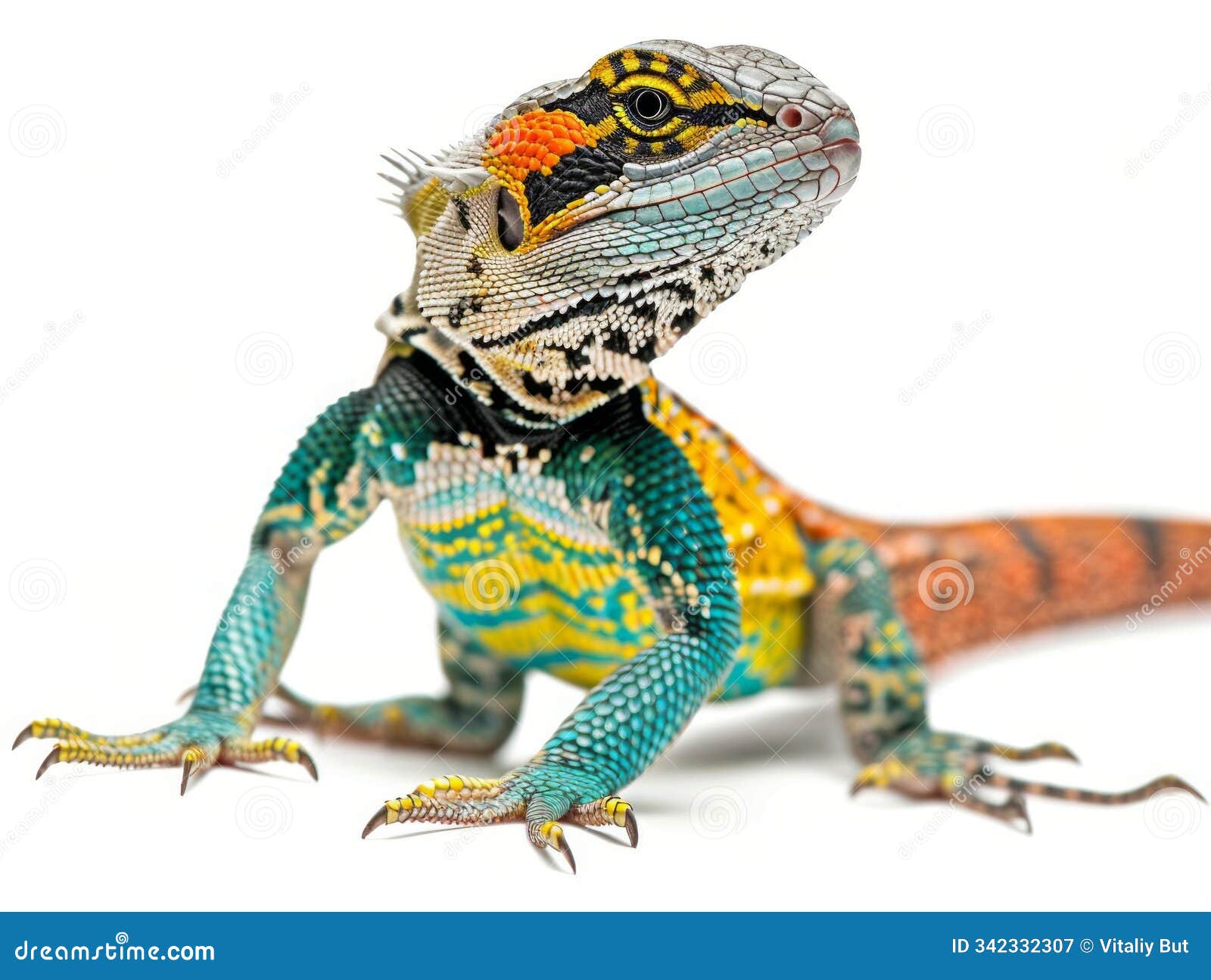 Single Collared Lizard Poses on a White Surface Showcasing Its Striking ...