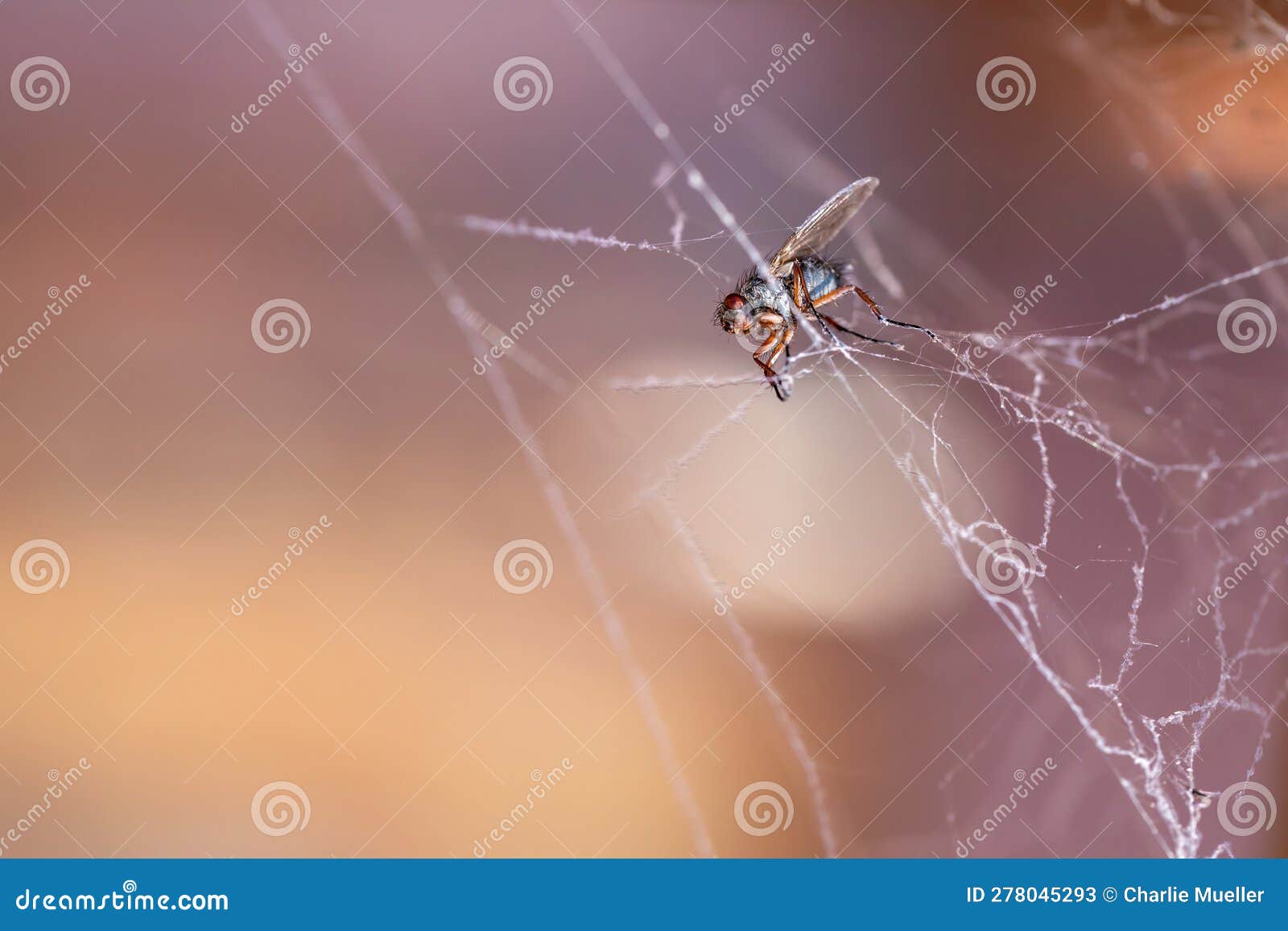 Fly Caught in a Spiders Web Stock Image - Image of field, space: 278045293