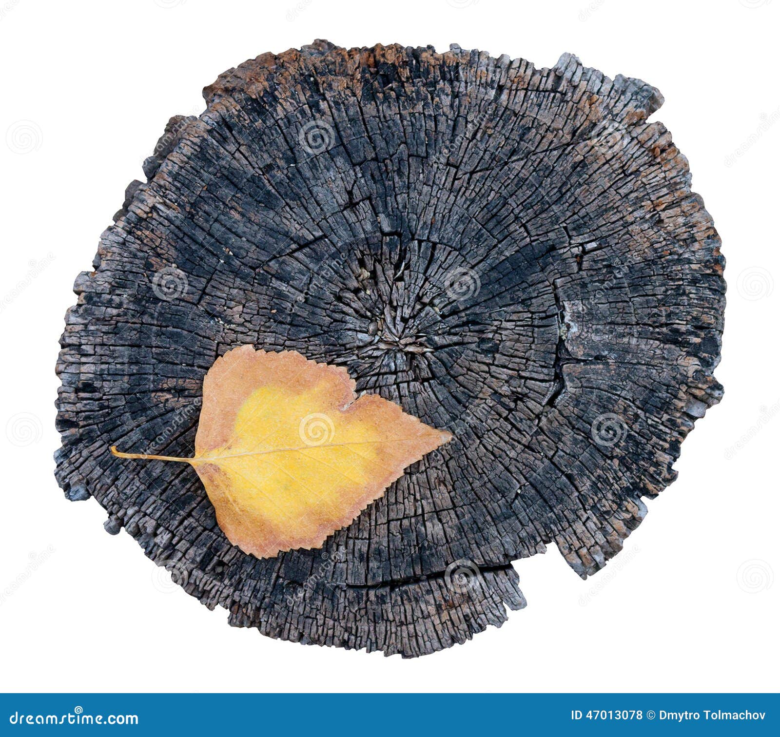 Single Colorful Leaf Of Garden Croton Codiaeum Variegatum Isolated On ...