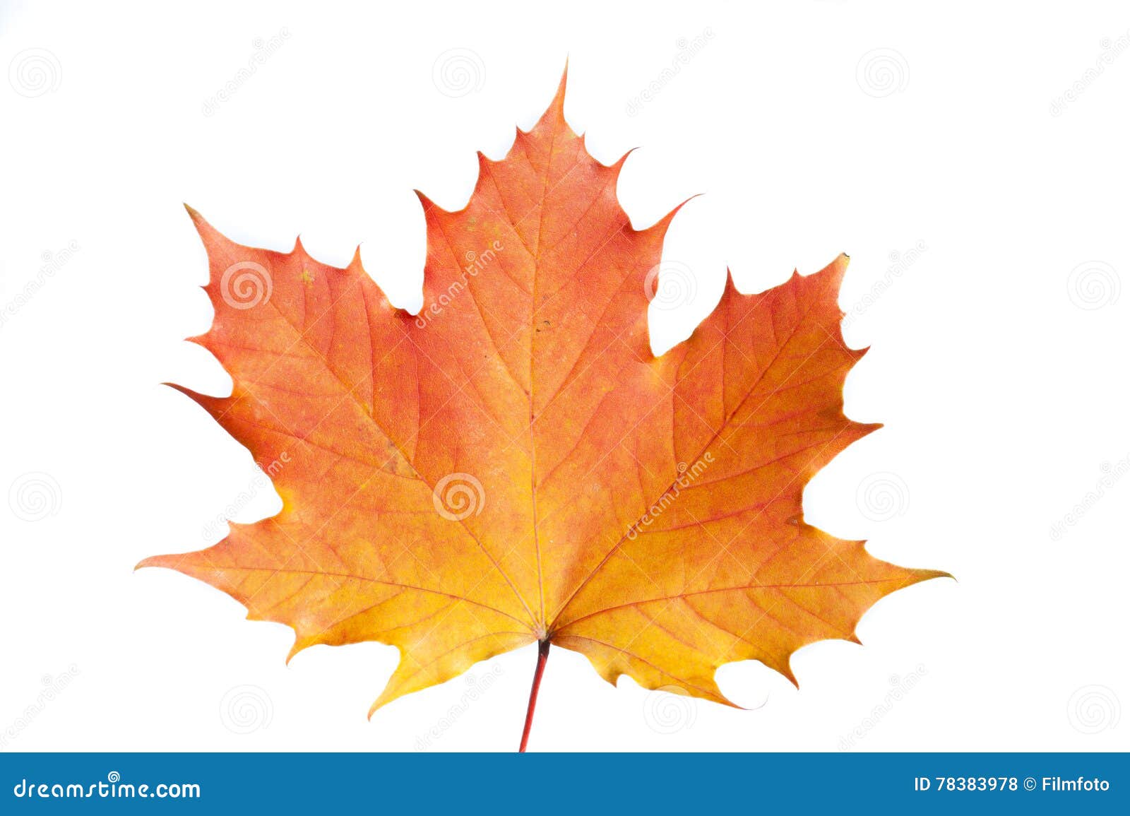 Single Colorful Maple Leaf at Autumn Stock Photo - Image of nature ...