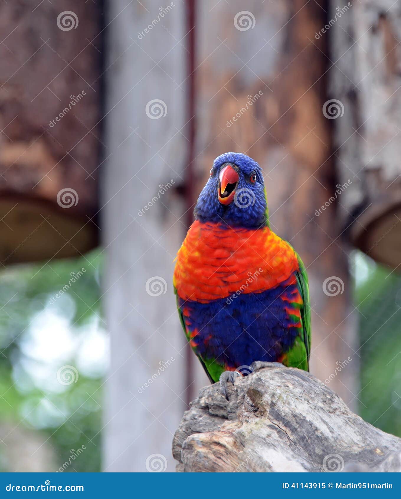 Single Colorful Leaf Of Garden Croton Codiaeum Variegatum Isolated On ...
