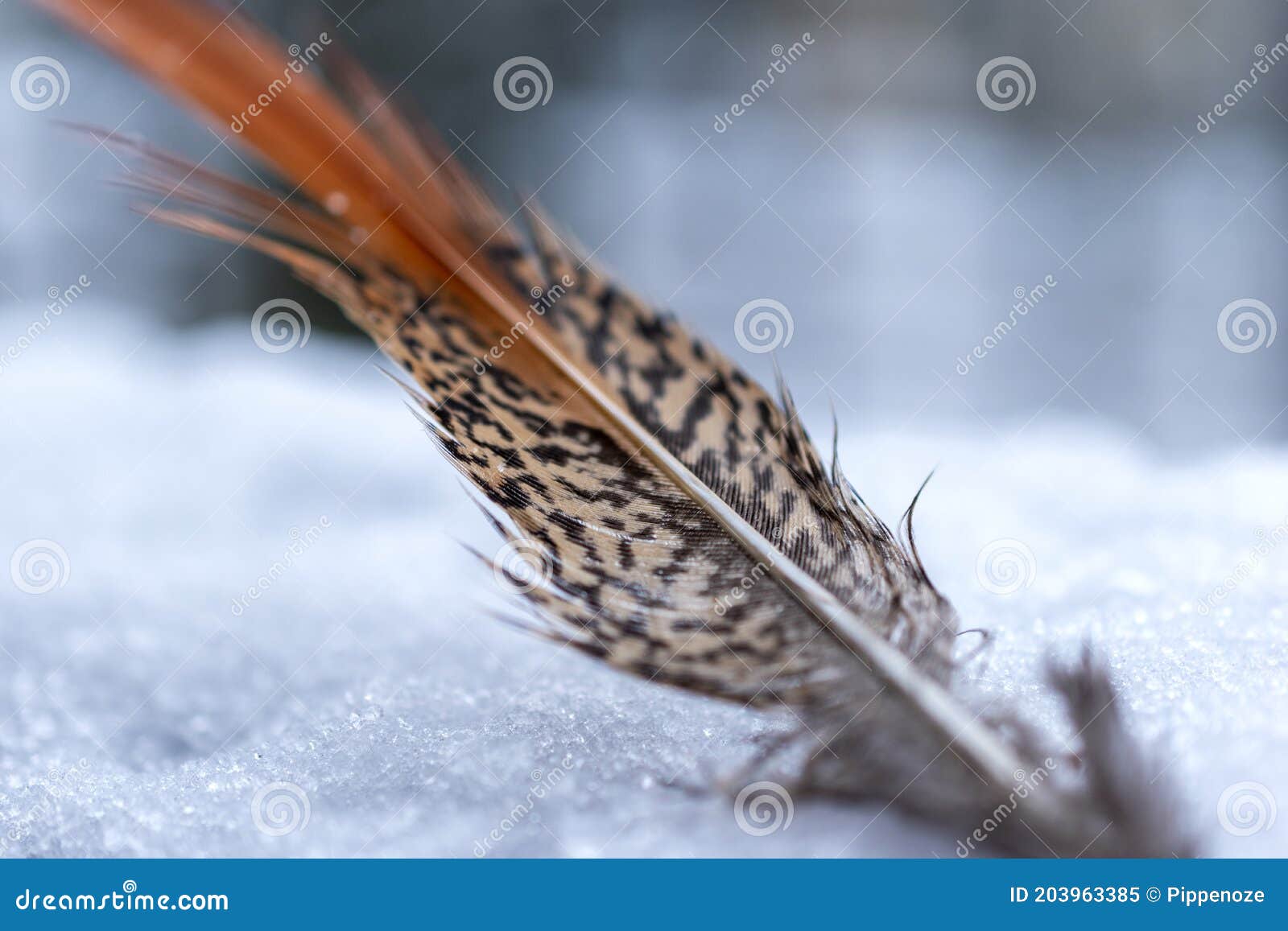 Single Colourful Bird Feather on the Snow. Stock Image - Image of ...