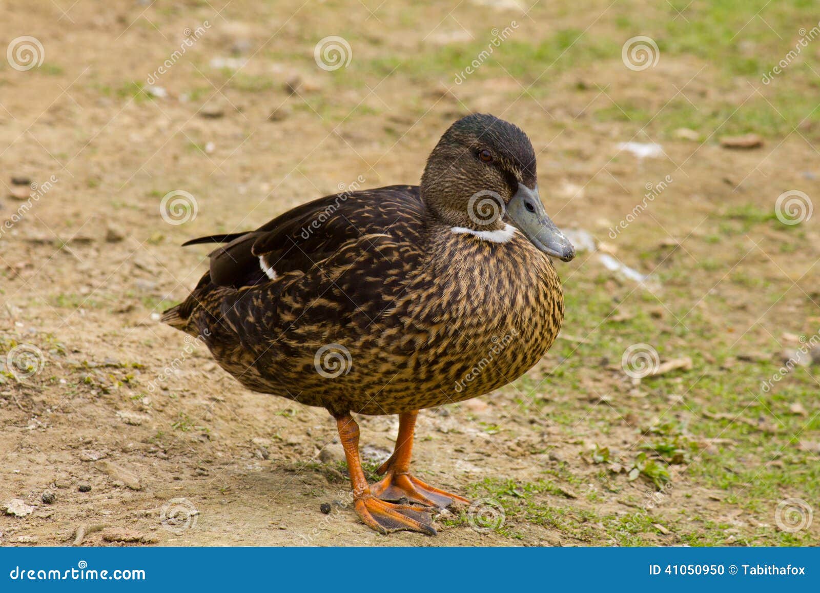 Single Common British Duck Alone Centered on Earth and Grass. Stock ...