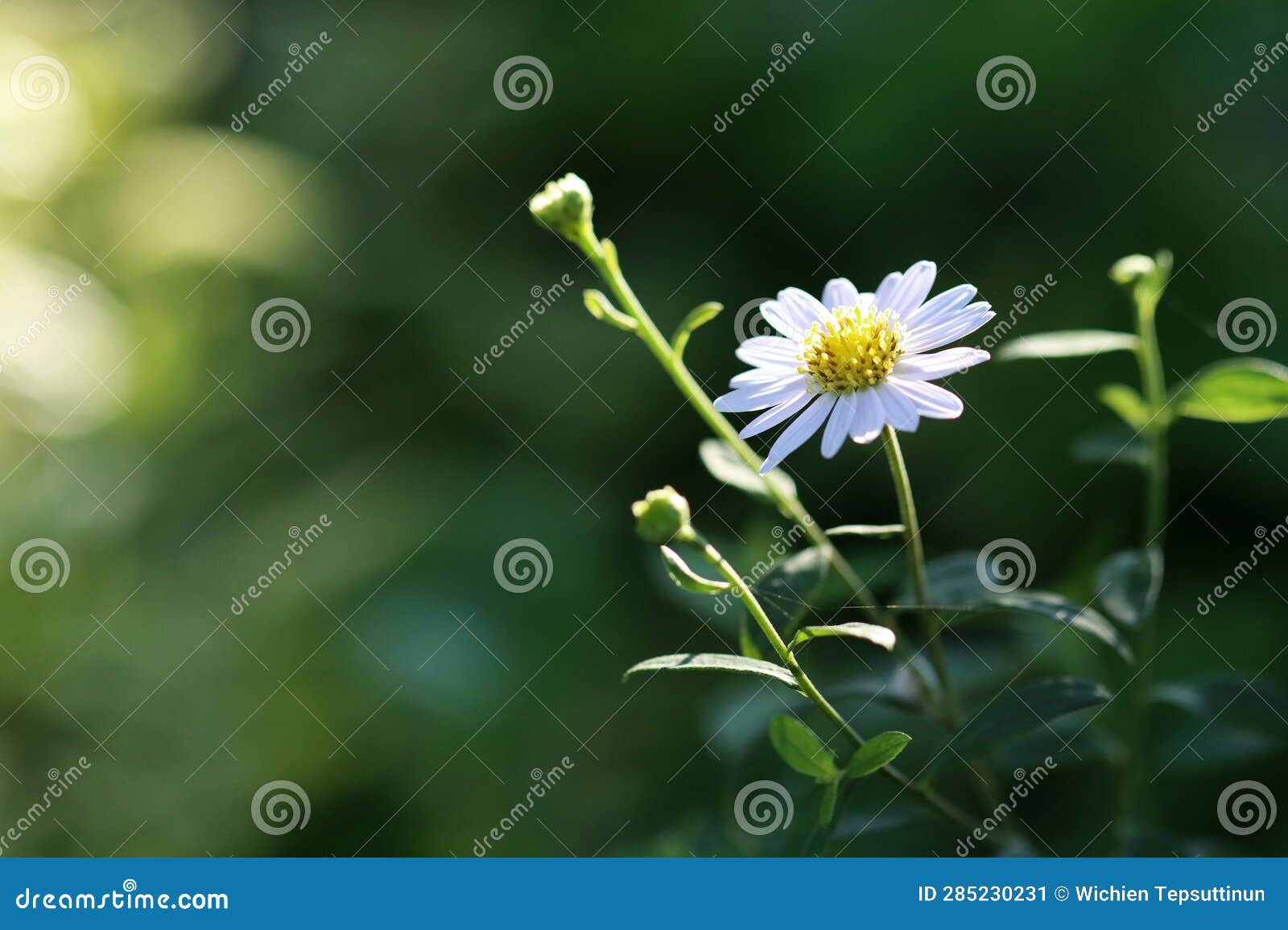 Single Common Daisy Flower Under Sunset Light Peaceful Abstract with ...