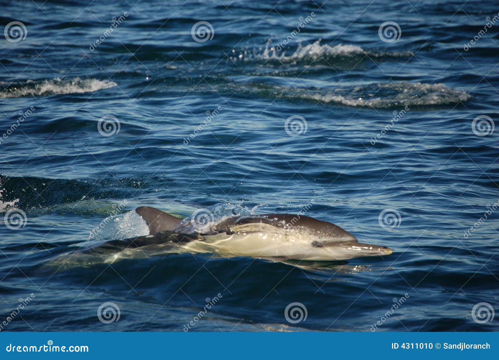 Single Common Dolphin stock photo. Image of eyes, swimming - 4311010