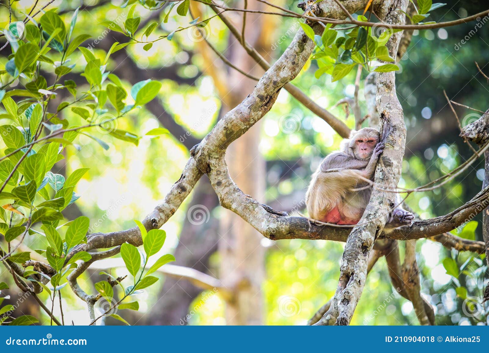 Single Common Hairy Grey Monkey Resting on Large Tropical Tree in Open ...