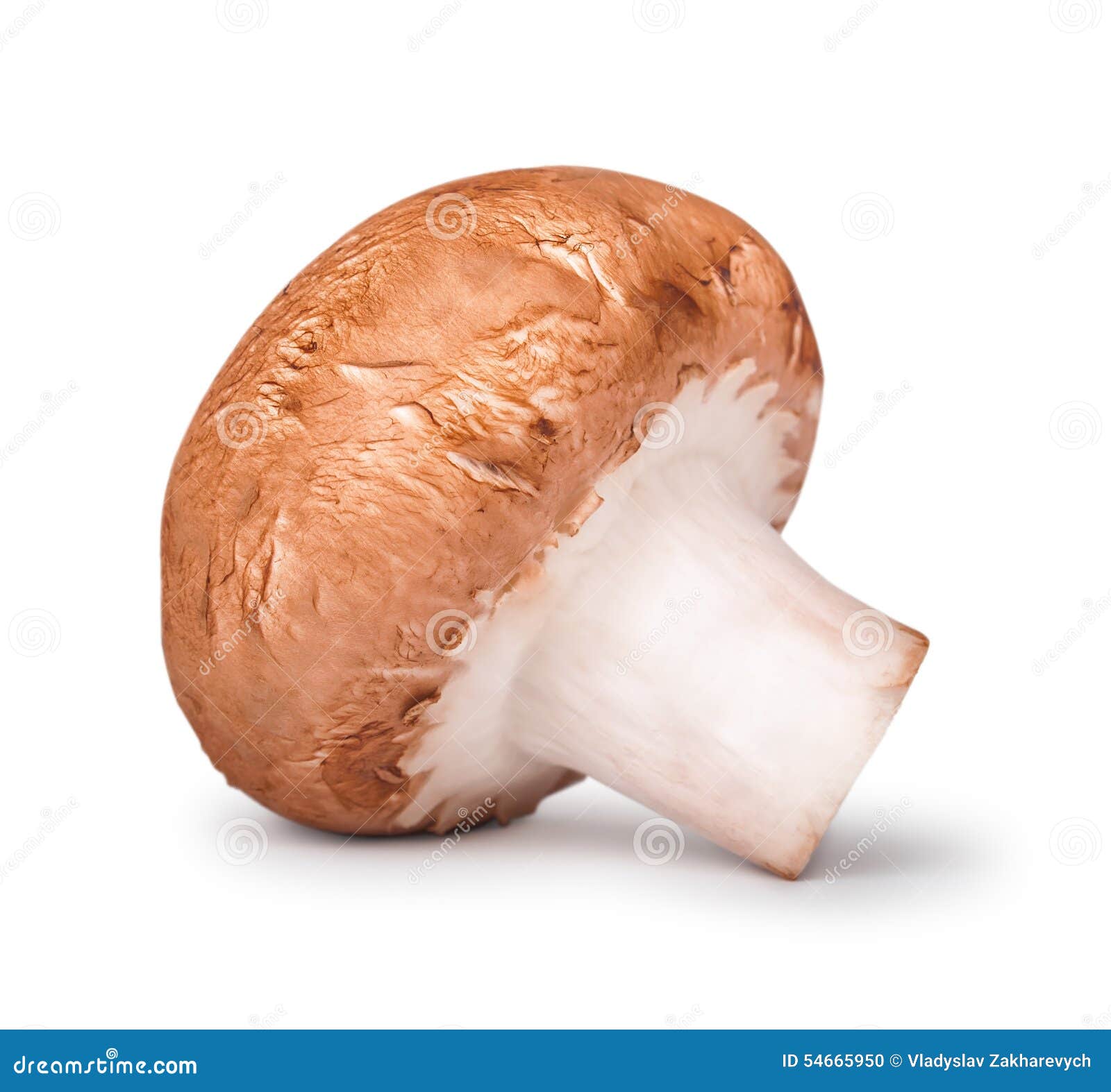 A single common mushroom stock photo. Image of fresh - 54665950