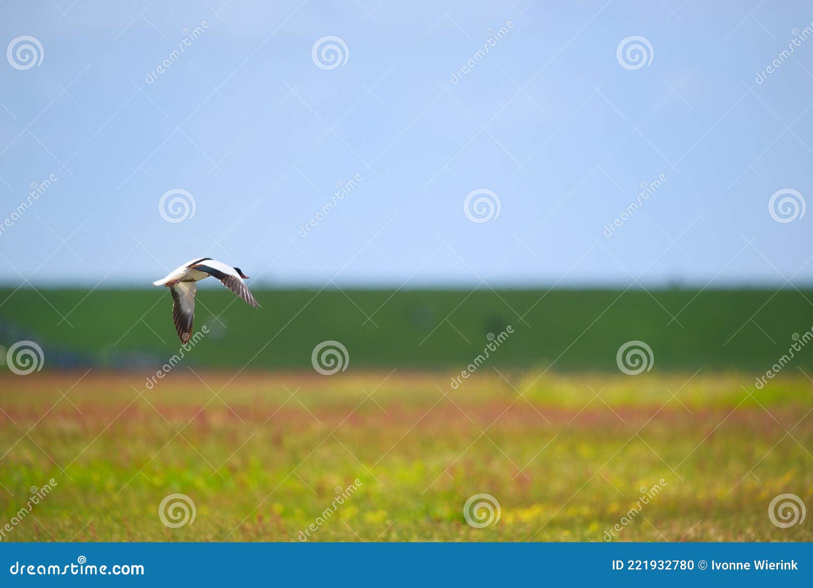 Single Common Shelduck Flying in the Air Stock Photo - Image of life ...