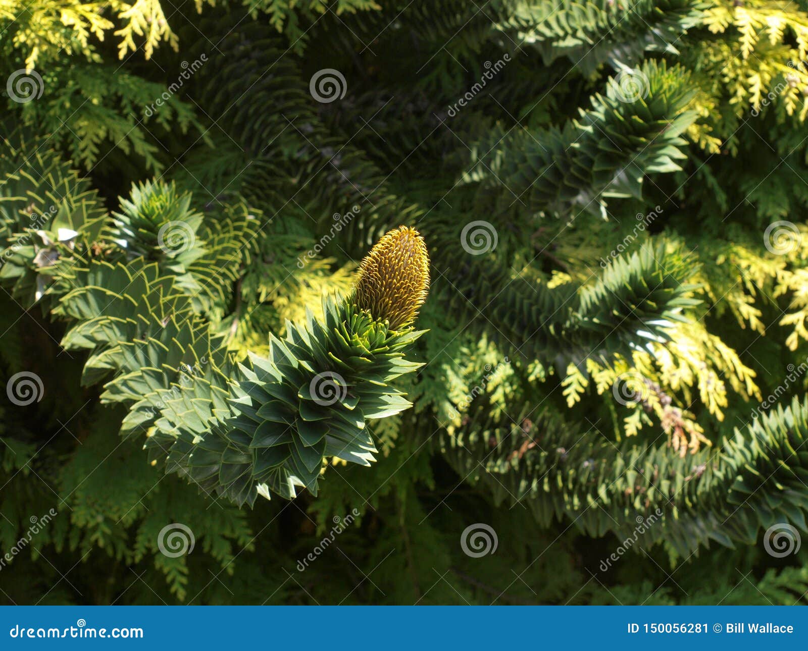A Single Cone Flower on a Monkey Puzzle Tree Stock Image - Image of ...