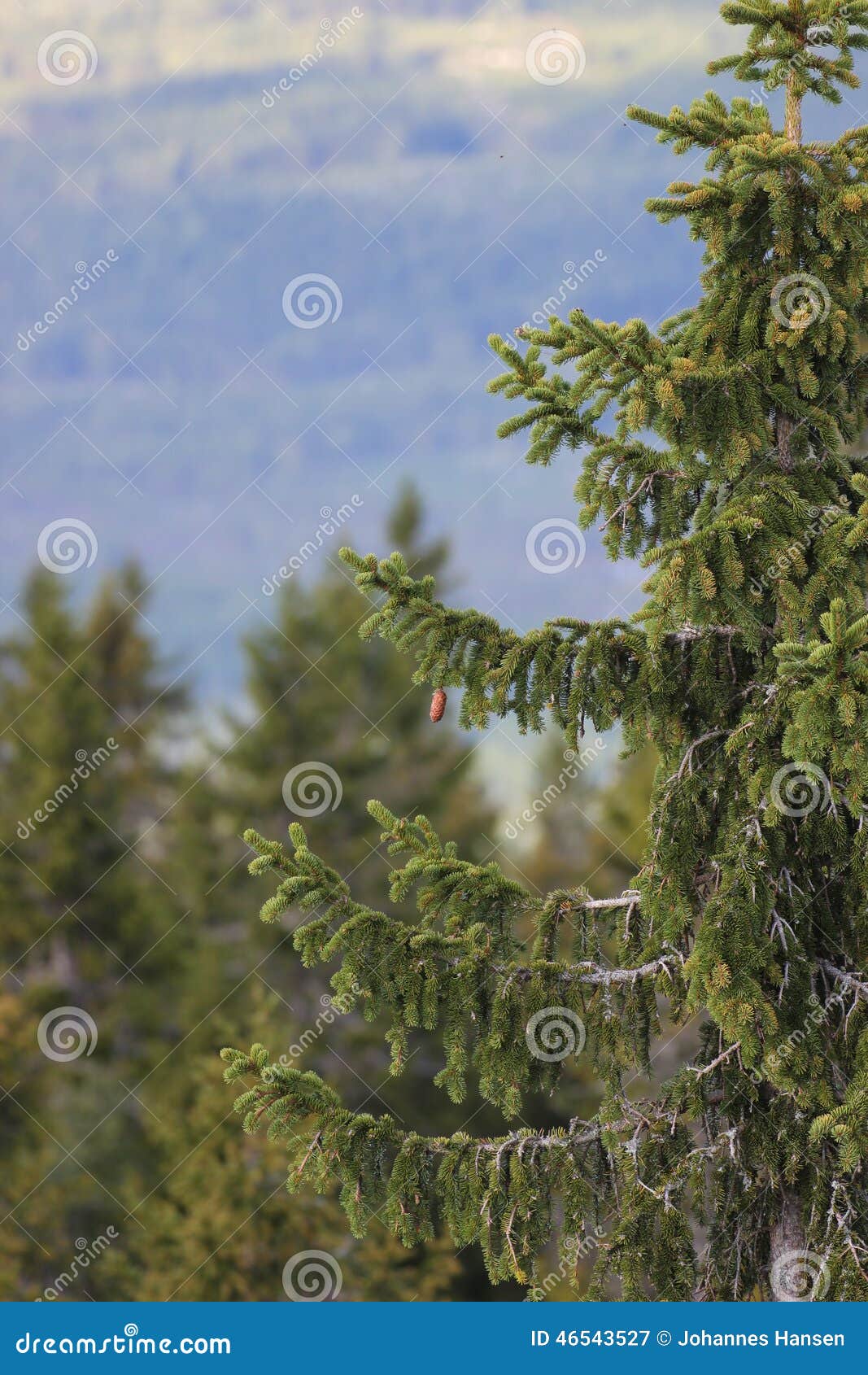 Single Cone stock image. Image of sweden, gray, cone - 46543527