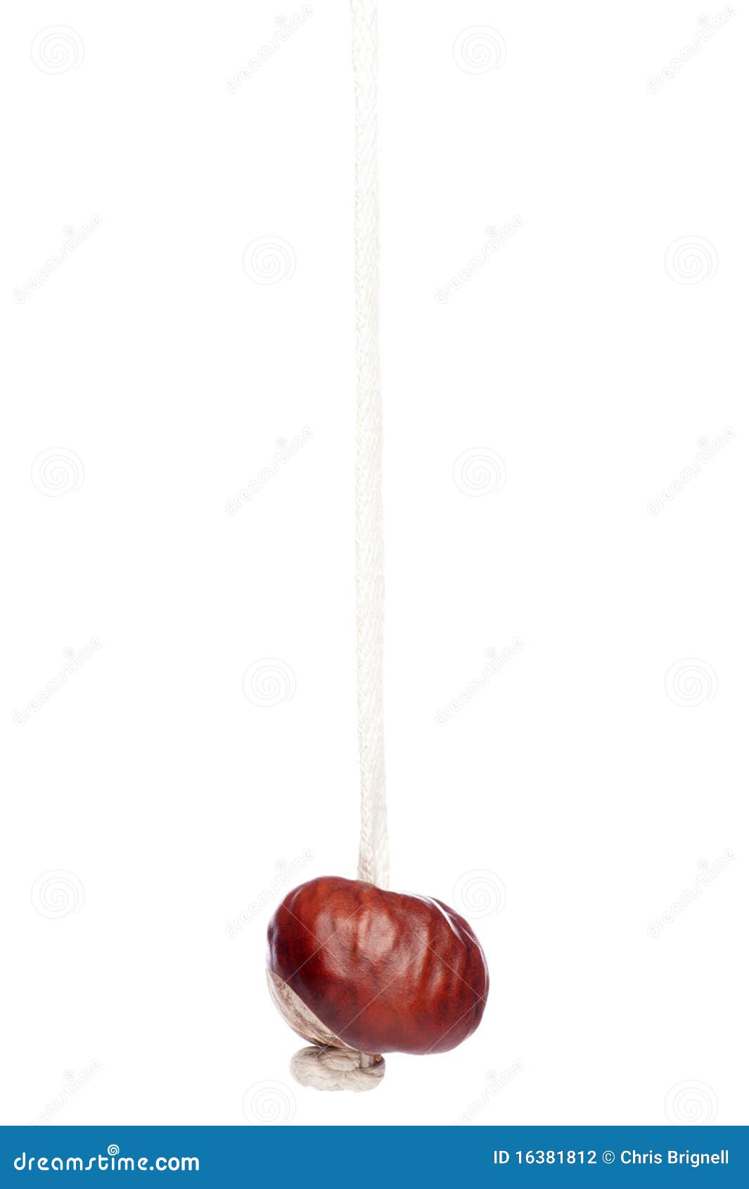 Single conker on a string stock photo. Image of studio - 16381812