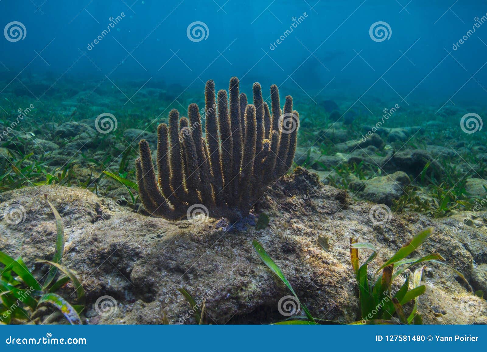 Single coral in a reef stock photo. Image of scuba, tropical - 127581480