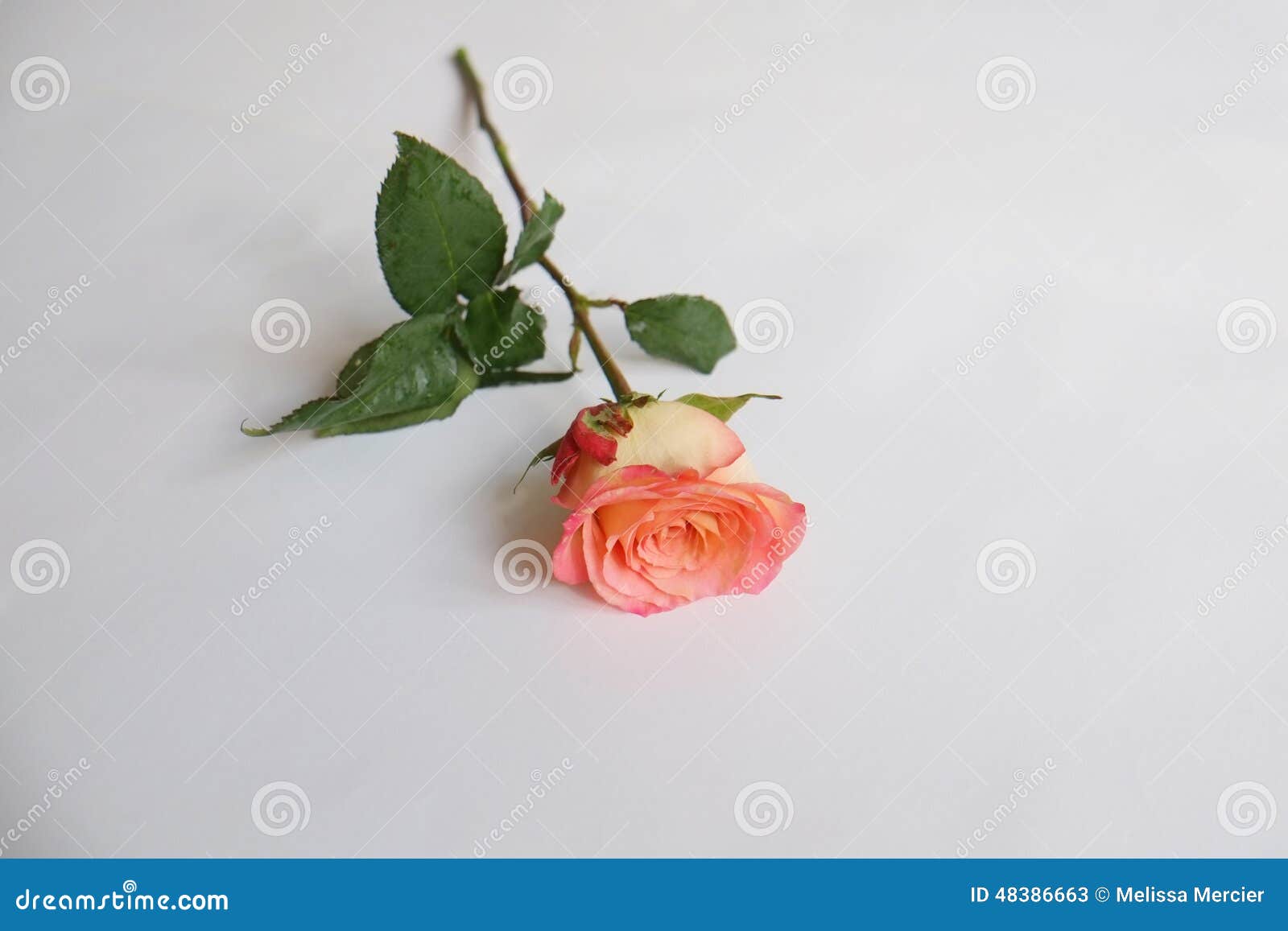 Single coral rose stock image. Image of blossom, petal - 48386663