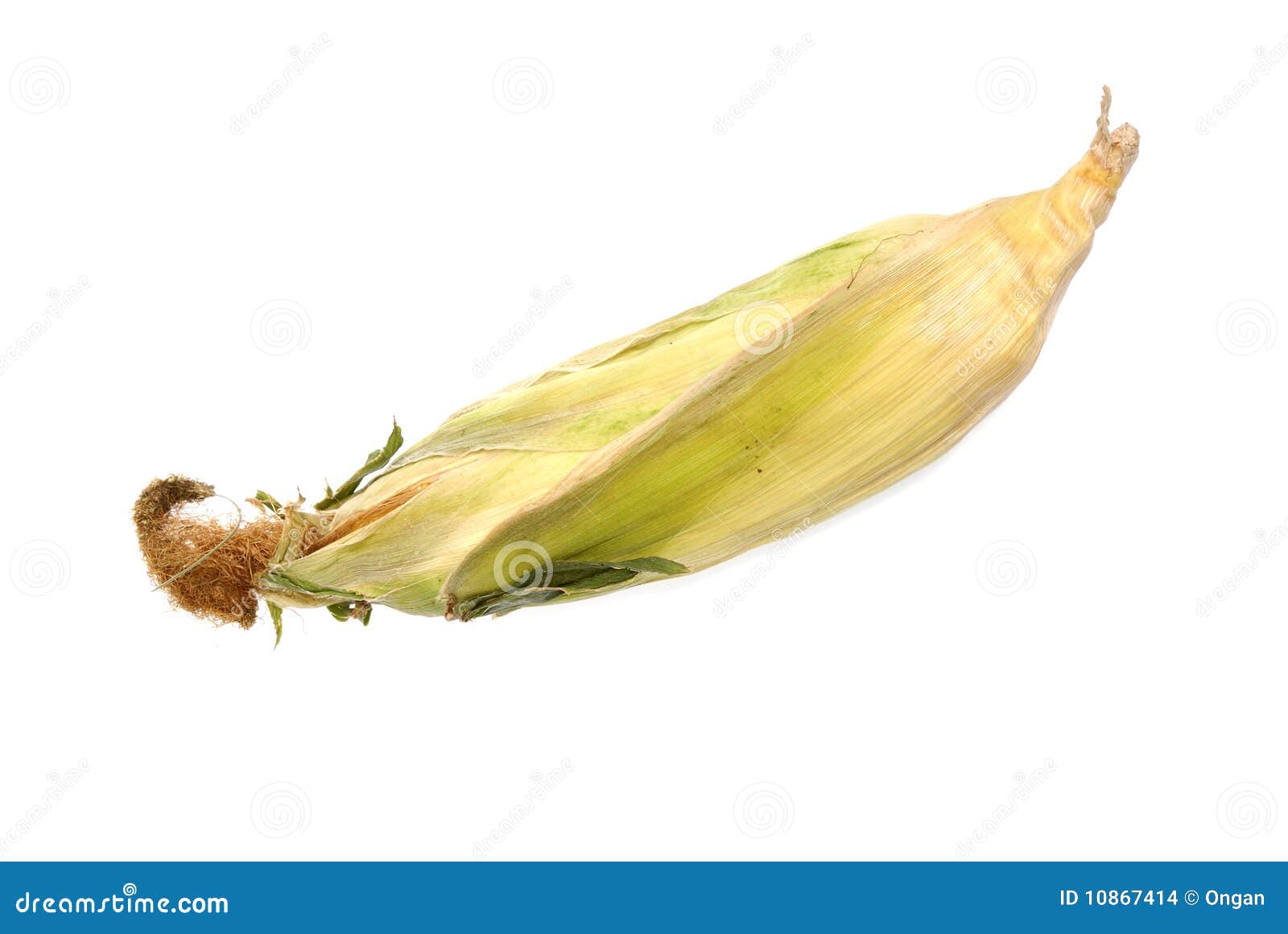 Single corn stock photo. Image of corn, aliment, healthy - 10867414