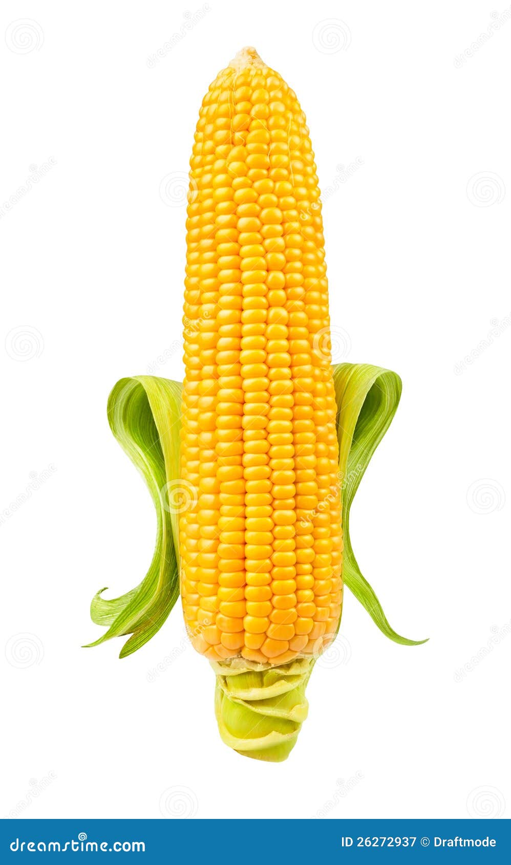Single Corn Royalty Free Stock Photography - Image: 26272937
