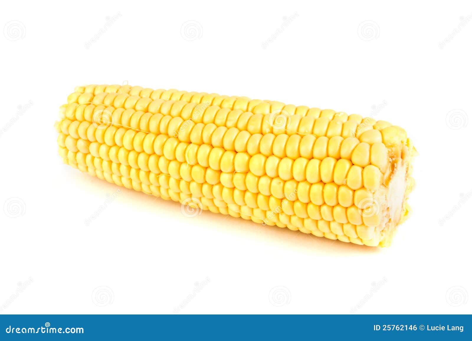 Single Corn on the Cob on White Stock Photo - Image of agriculture ...