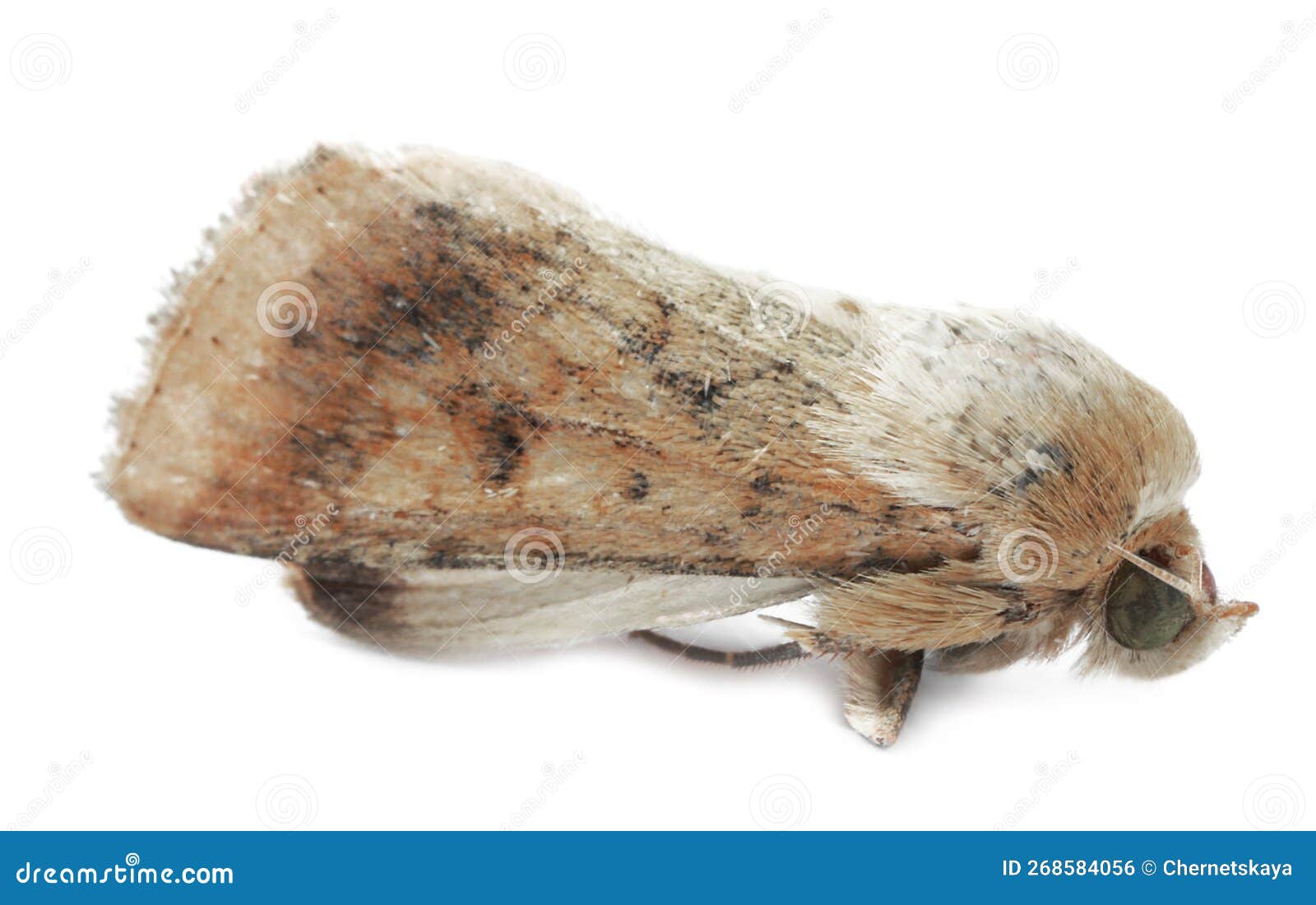 Corn Earworm Moth