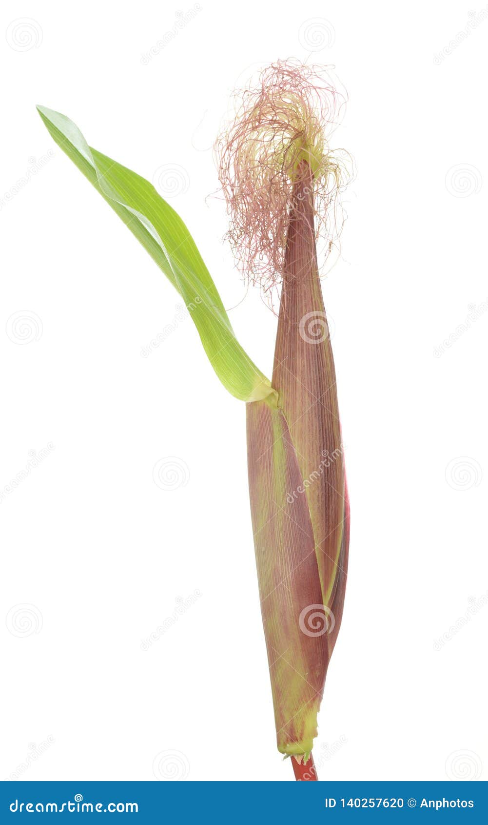 Single corn stock photo. Image of grain, harvest, green - 140257620