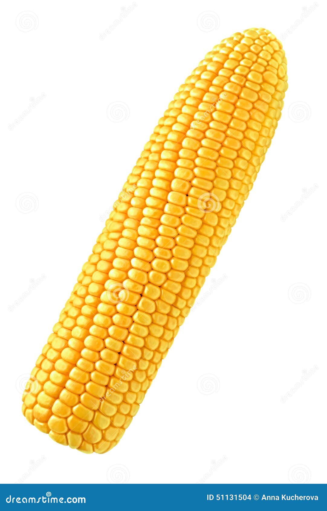 Single Corn Stock Photo - Image: 51131504
